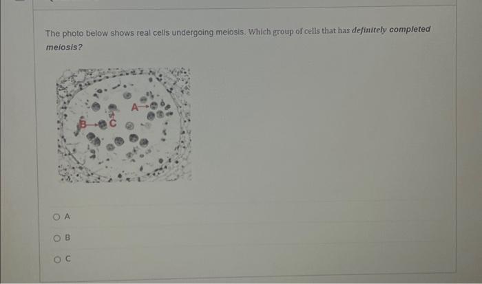 Solved The photo below shows real cells undergoing meiosis. | Chegg.com