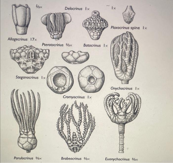 What is the organism in the image below?3/3x | Chegg.com