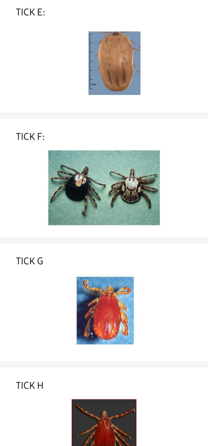 Solved TICK B: TICK C: TICK D: TICK F: TICK G TICKH TICK I | Chegg.com