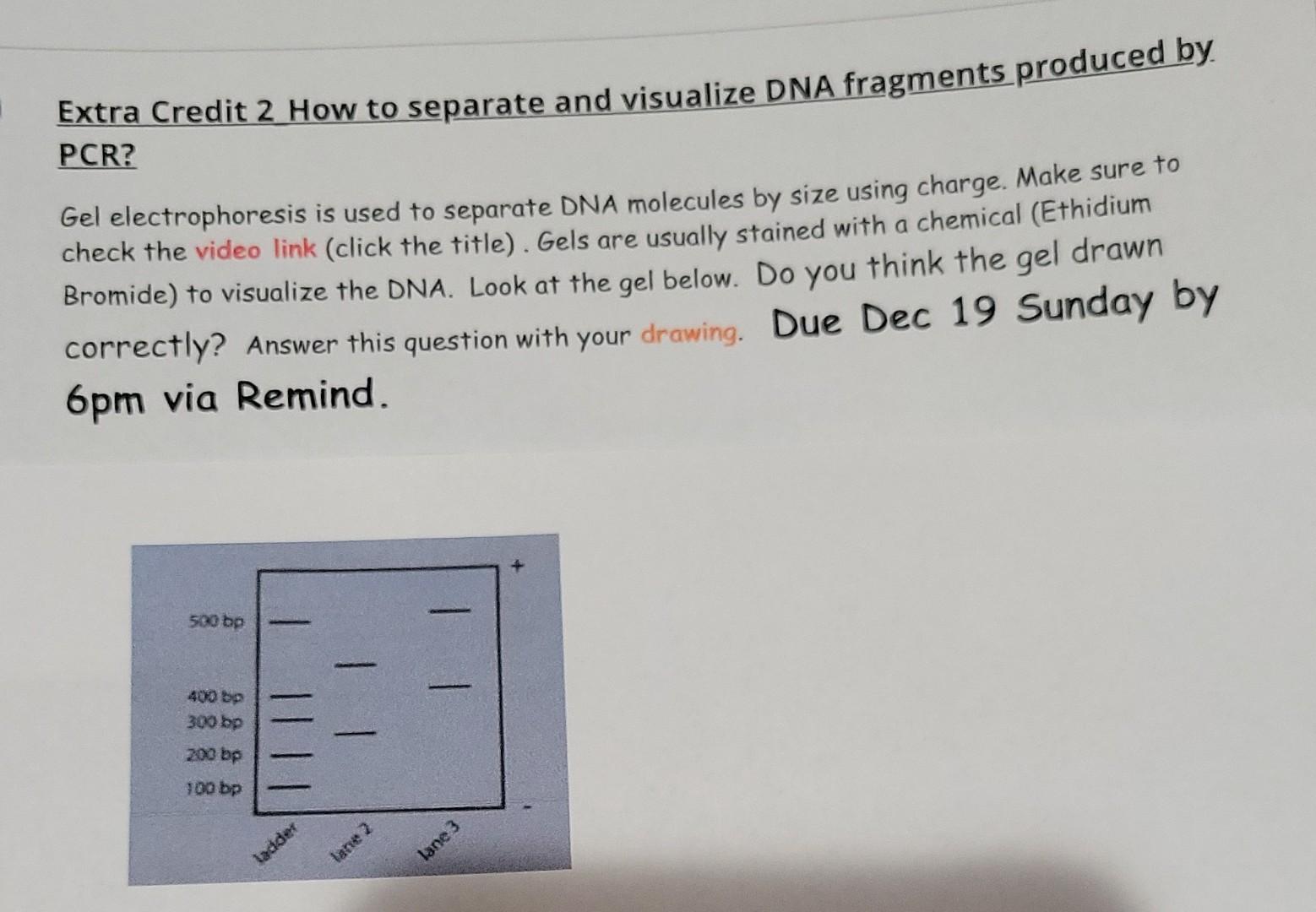 Solved Extra Credit 2 How to separate and visualize DNA | Chegg.com