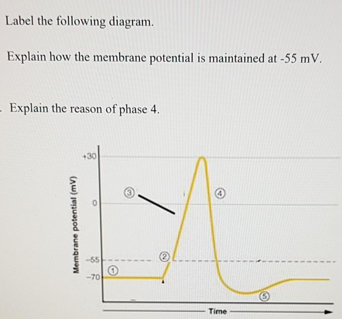 Solved Label the following diagram. Explain how the membrane | Chegg.com