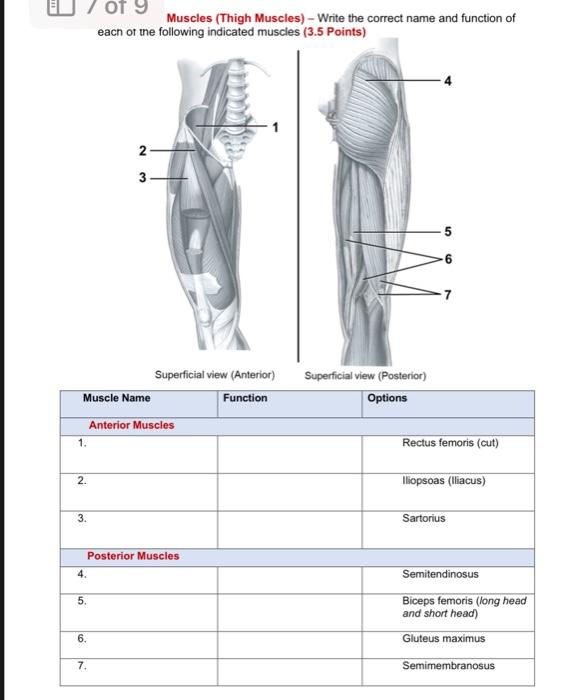 Solved 1.5 Upper Limb Muscles - Write the correct name and | Chegg.com