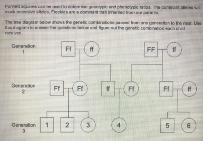 Solved Punnett squares can be used to determine genotypic | Chegg.com
