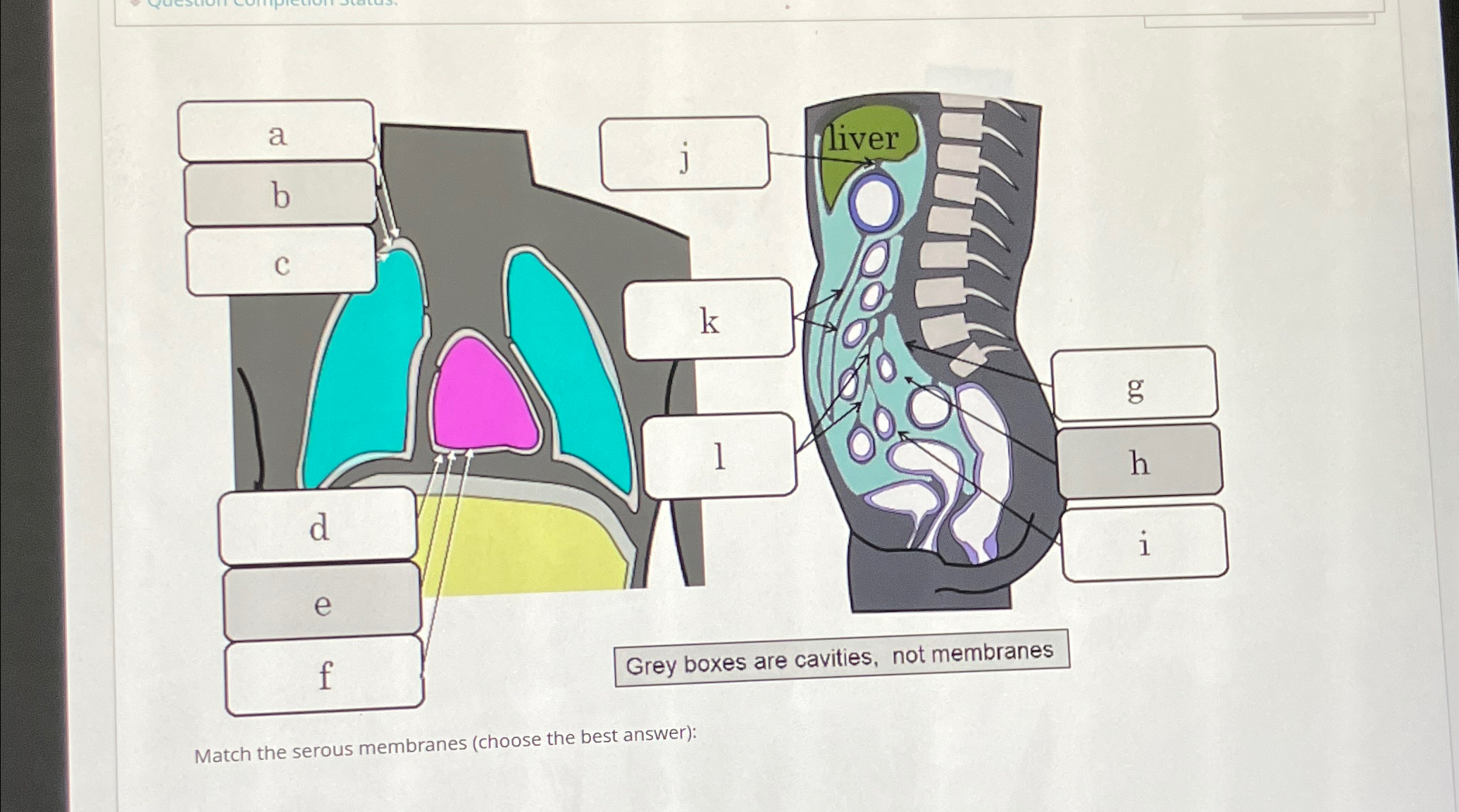 Solved Match the serous membranes (choose the best answer): | Chegg.com