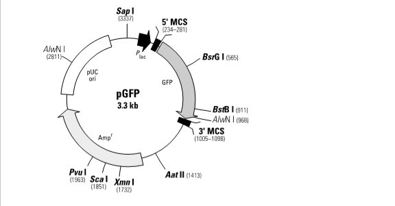 Solved PCR Cloning and Expression of a GFP fusion protein in | Chegg.com