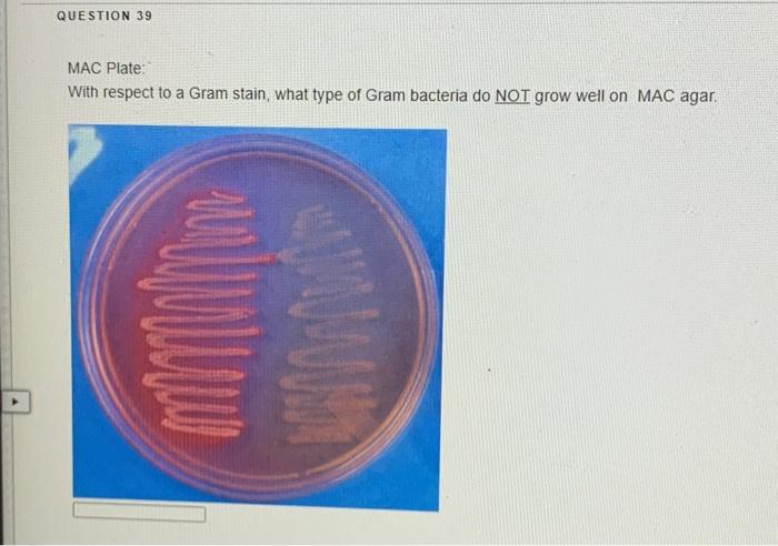 Solved QUESTION 39 MAC Plate: With respect to a Gram stain, | Chegg.com