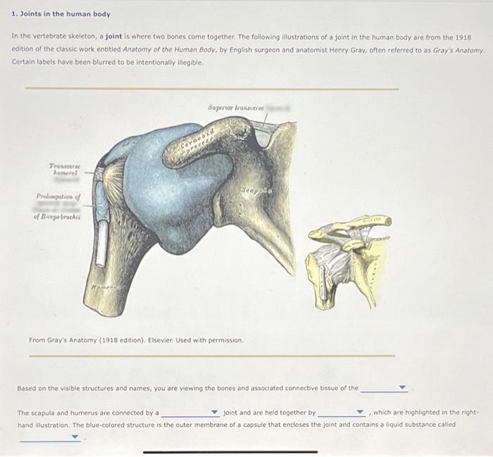 Solved 1. Joints in the human body In the vertebrate | Chegg.com