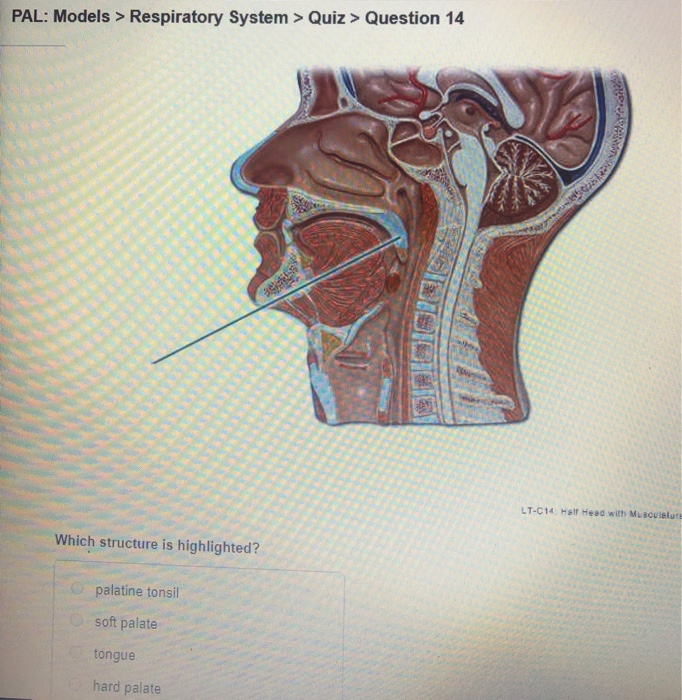 Solved: PAL: Models > Respiratory System > Quiz > Question... | Chegg.com