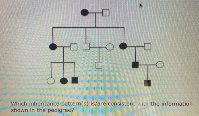 Solved O Which inheritance pattern is illustrated by this | Chegg.com