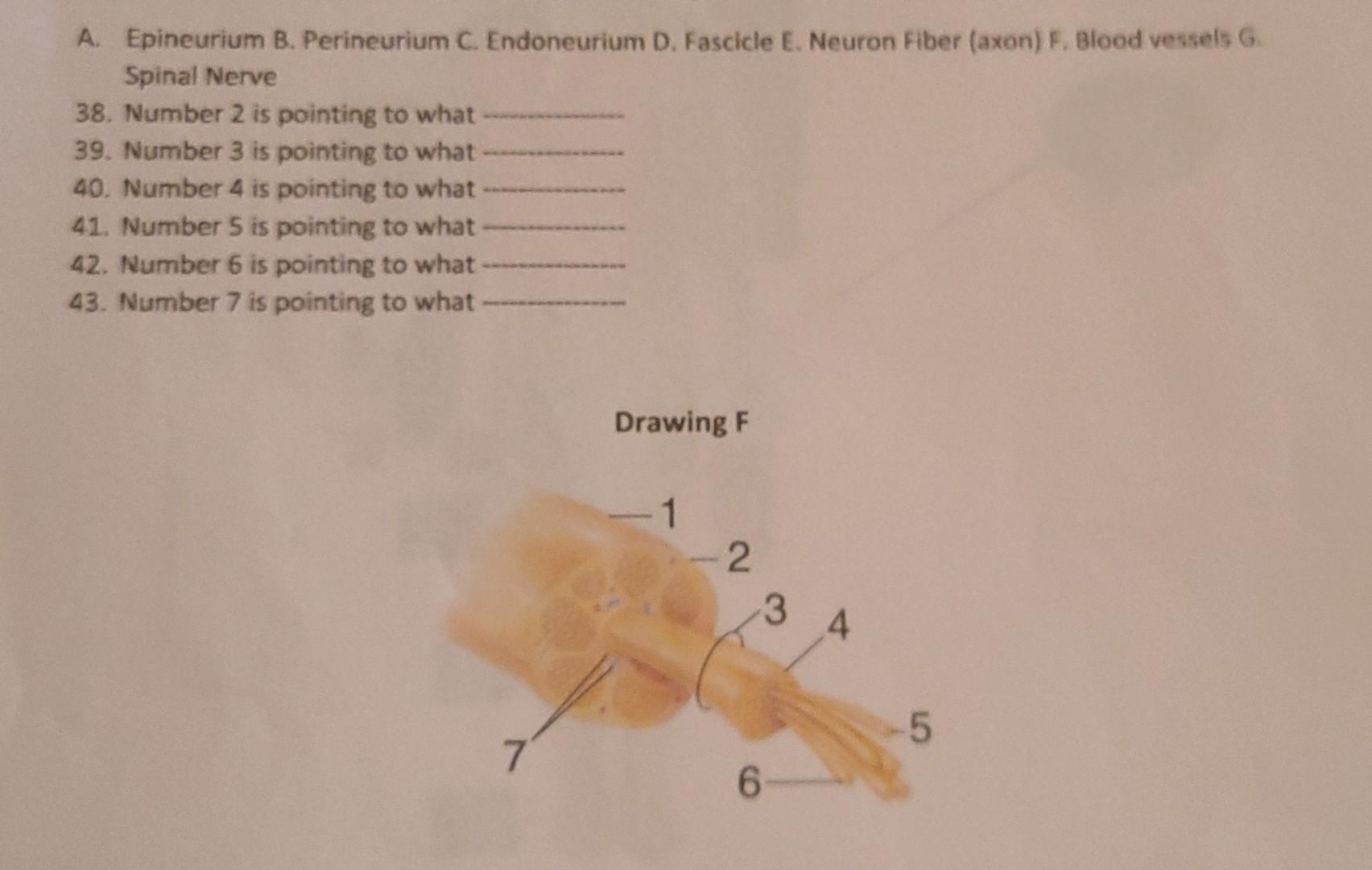 Solved A. Epineurium B. Perineurium C. Endoneurium D. | Chegg.com