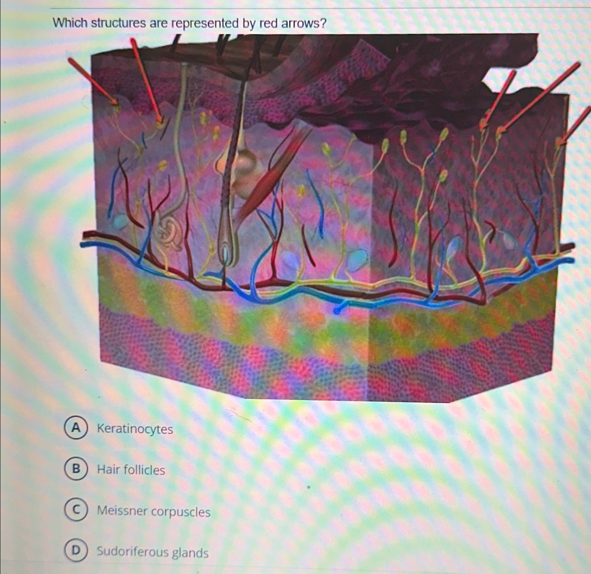 Solved Which structures are represented by red | Chegg.com