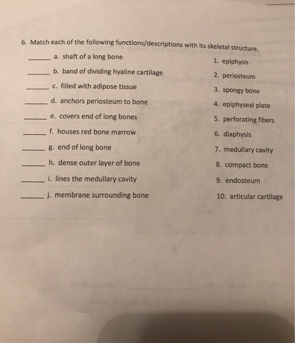Solved Unit 8: Introduction to the Skeletal System Worksheet | Chegg.com