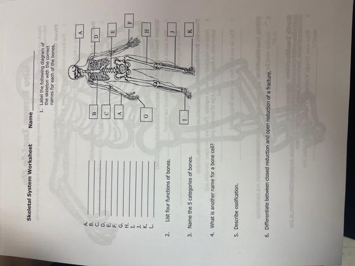 Skeletal System Worksheet Name 1. ARUDESHLIKL B C G | Chegg.com