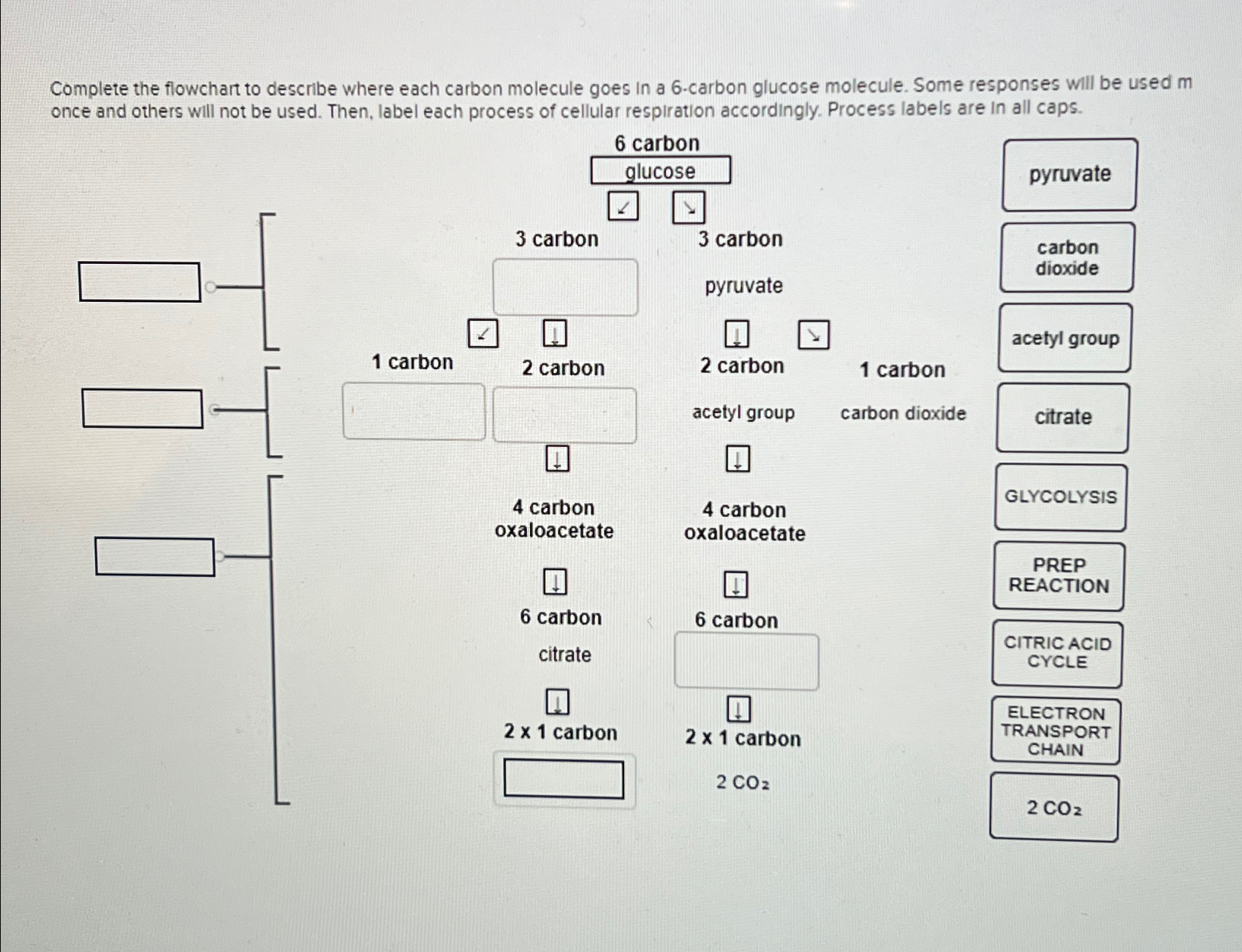 Solved Complete the flowchart to describe where each carbon | Chegg.com