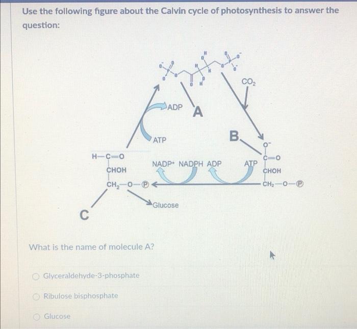 Solved Use the following figure about the Calvin cycle of | Chegg.com