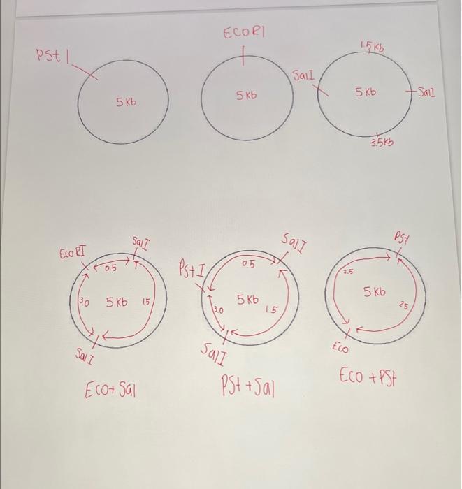 Solved Below is a table giving the results of restriction | Chegg.com