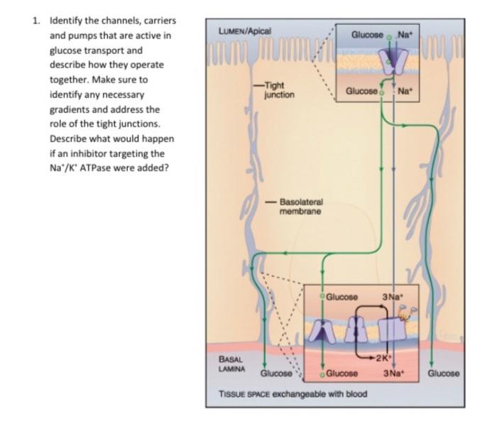 Solved LUMEN/Apical Glucose. Na JU 1. Identify the channels, | Chegg.com