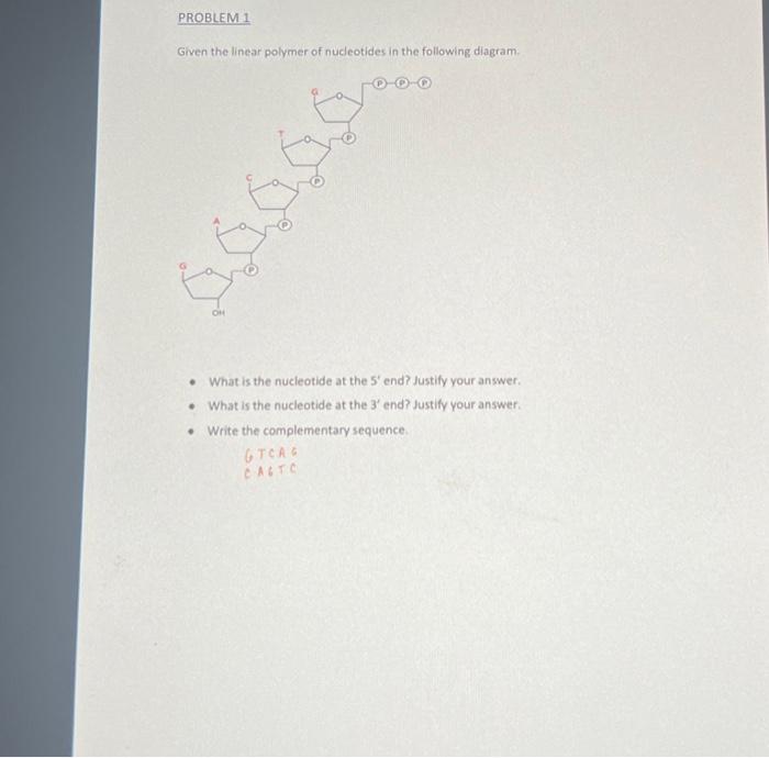 Solved PROBLEM 1 Given the linear polymer of nucleotides in | Chegg.com
