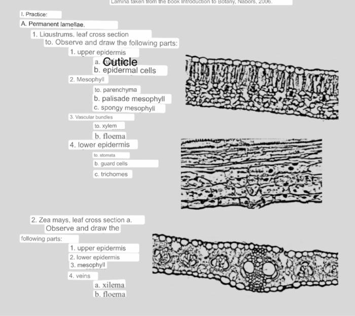 Solved Lamina taken from the book Introduction to Botany, | Chegg.com
