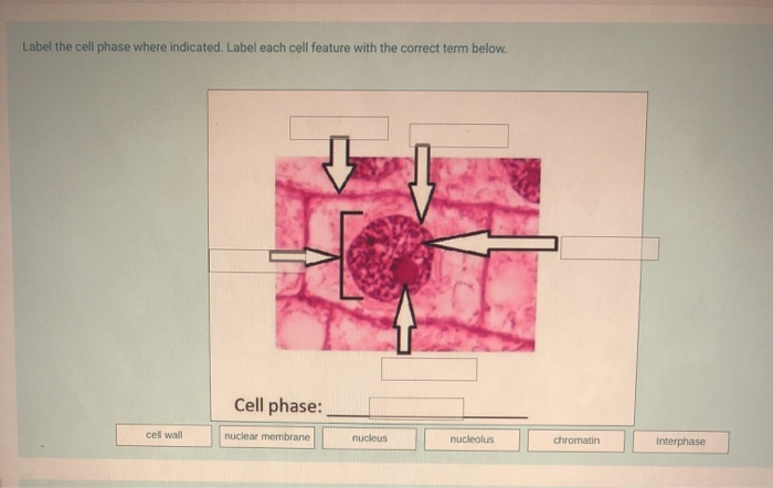 Solved Label the cell phase where indicated. Label each cell | Chegg.com