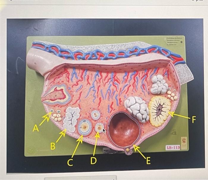 Solved Question 16 The specific layer (or structure) | Chegg.com