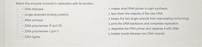 Solved Match the enzyme involved in replication with its | Chegg.com