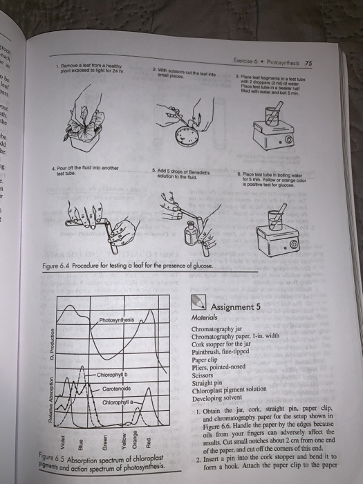 Solved Laboratory Report 6 de texte PHOTOSYNTHESIS Vo | Chegg.com