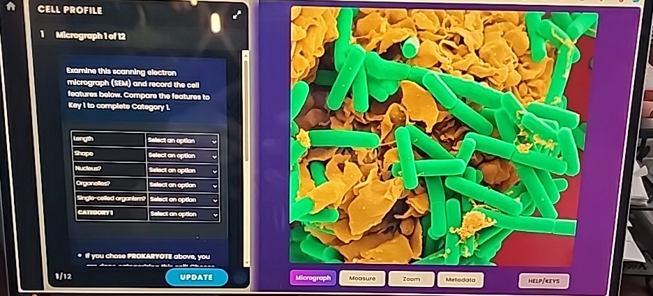 Solved CELL PROFILE1 ﻿MierographiotreExomine this sconning | Chegg.com