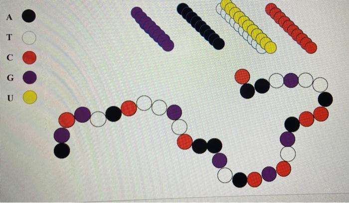 Solved current cccccceea А T с G U Second base A U с A G | Chegg.com