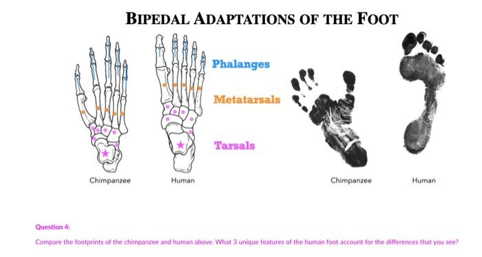 Solved BIPEDAL ADAPTATIONS OF THE FOOT Phalanges Metatarsals | Chegg.com