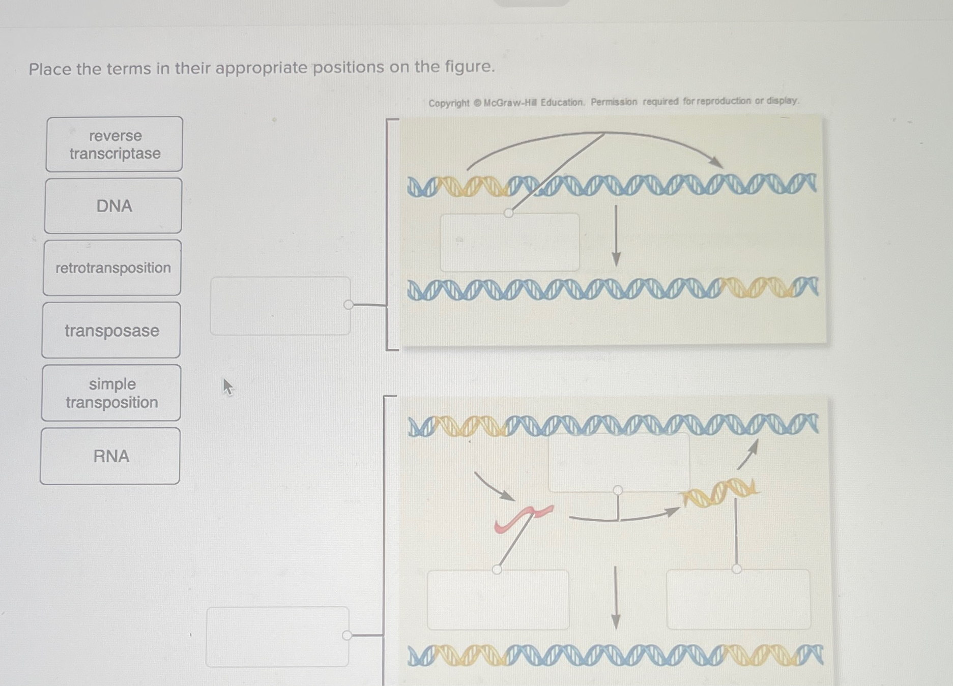 Place the terms in their appropriate positions on the | Chegg.com