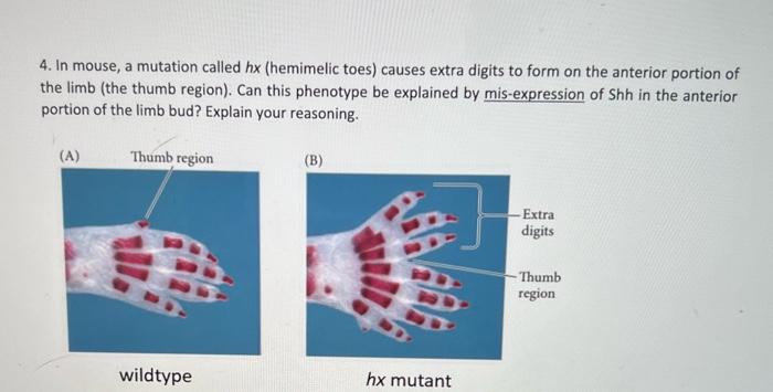 Solved 4. In mouse, a mutation called hx (hemimelic toes) | Chegg.com