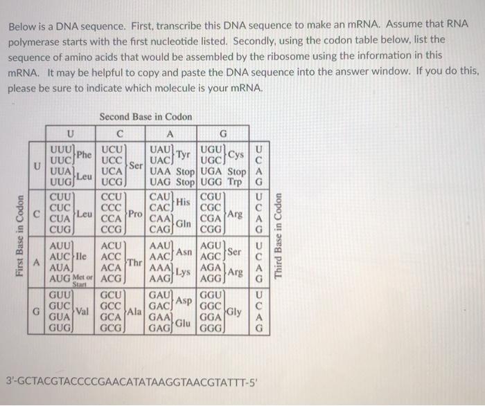 Solved Below is a DNA sequence. First, transcribe this DNA | Chegg.com