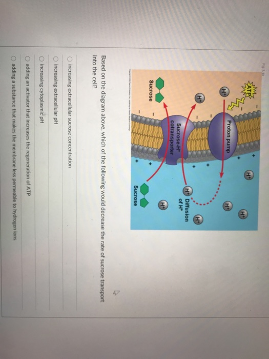 Solved whe SATP H Proton pump Diffusion of H" Sucrose-H | Chegg.com