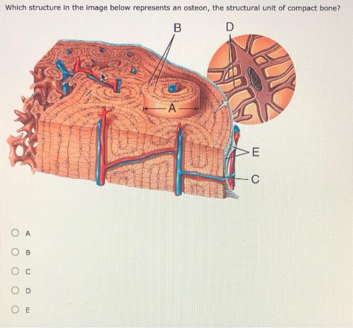Solved Which structure in the image below represents an | Chegg.com