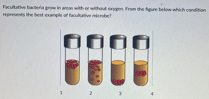 Solved Facultative bacteria grow in areas with or without | Chegg.com