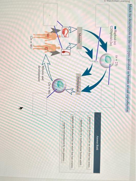 Solved Match the descriptions to the cell types involved in | Chegg.com