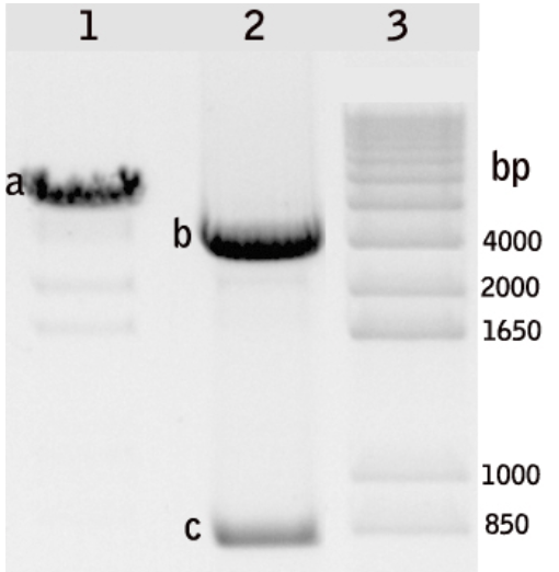 Solved Restriction enzymes digest a plasmid, and a small | Chegg.com