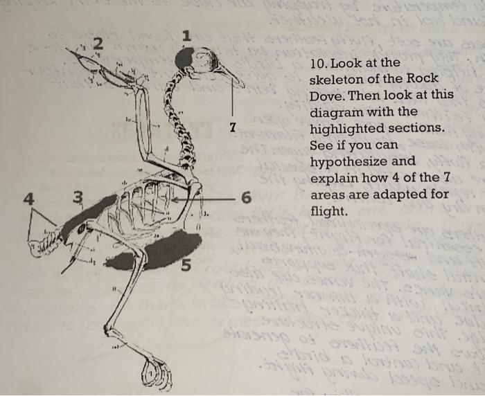 Solved 10. Look at the skeleton of the Rock Dove. Then look | Chegg.com