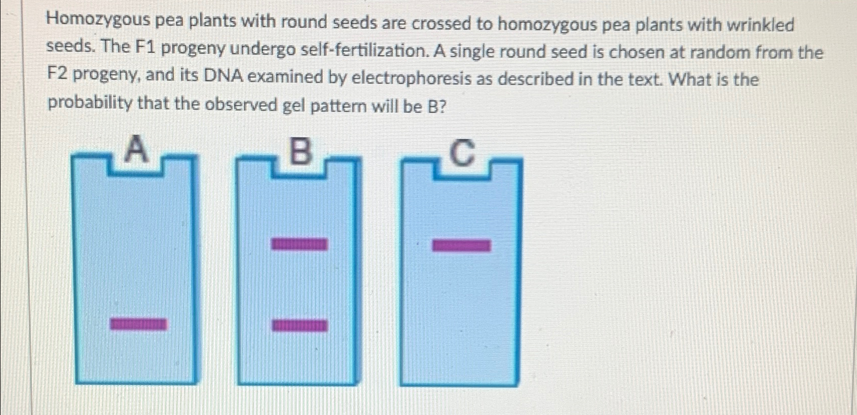 Solved Homozygous pea plants with round seeds are crossed to | Chegg.com