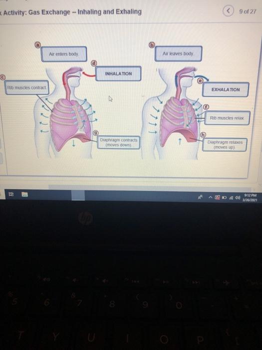 Activity: Gas Exchange - Inhaling and Exhaling 9 of | Chegg.com