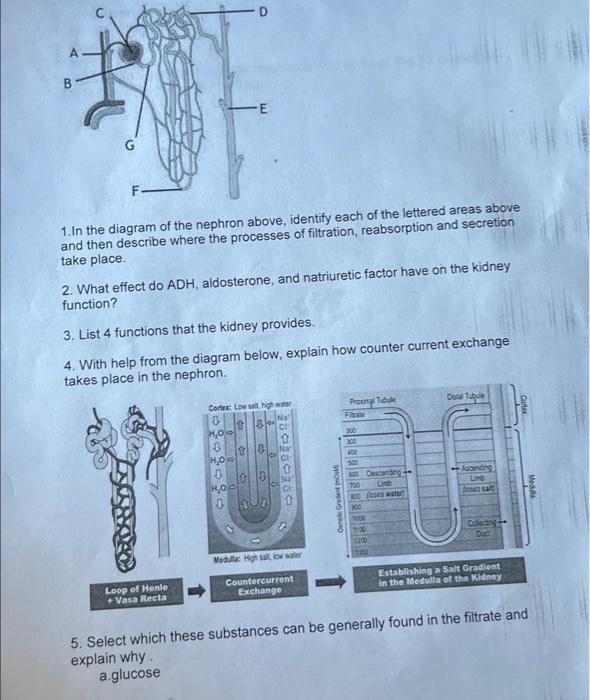Solved G 1. In the diagram of the nephron above, identify | Chegg.com