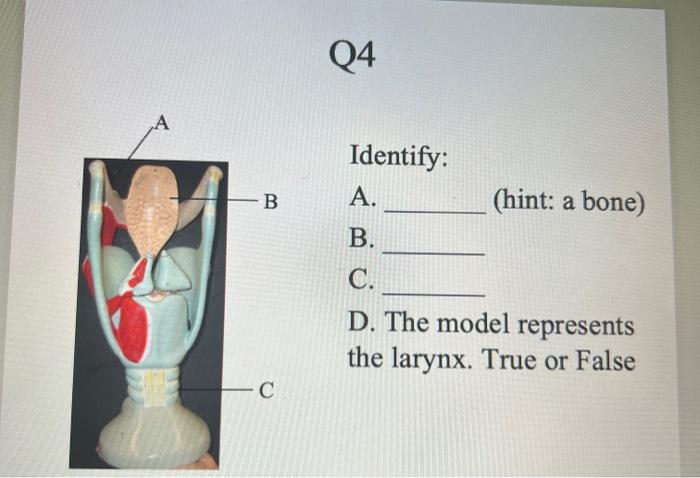 Solved Identify the blood vessels: A. B. C. D.A. CO2 passing | Chegg.com