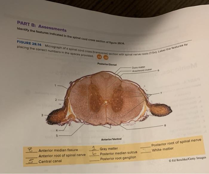 Solved PART B: Assessments Match the tissues in Column A | Chegg.com