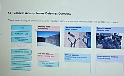 Solved Key Concept Activity Innate Defenses | Chegg.com