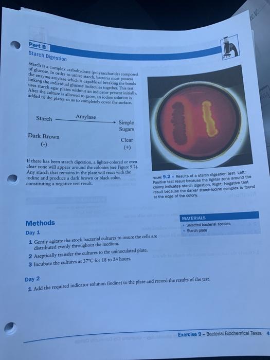 Solved Bacterial Biochemical Tests tube, called a Durham | Chegg.com
