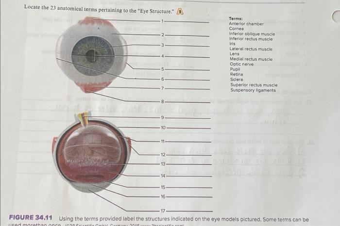 Solved Locate the 23 anatomical terms pertaining to the "Eye | Chegg.com