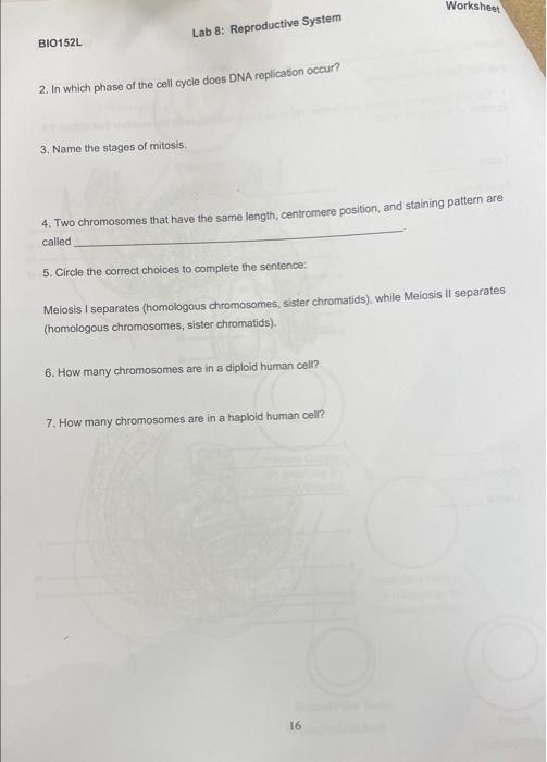 Solved Lab 8: Reproductive System Worksheet 0152 Name: Lab | Chegg.com