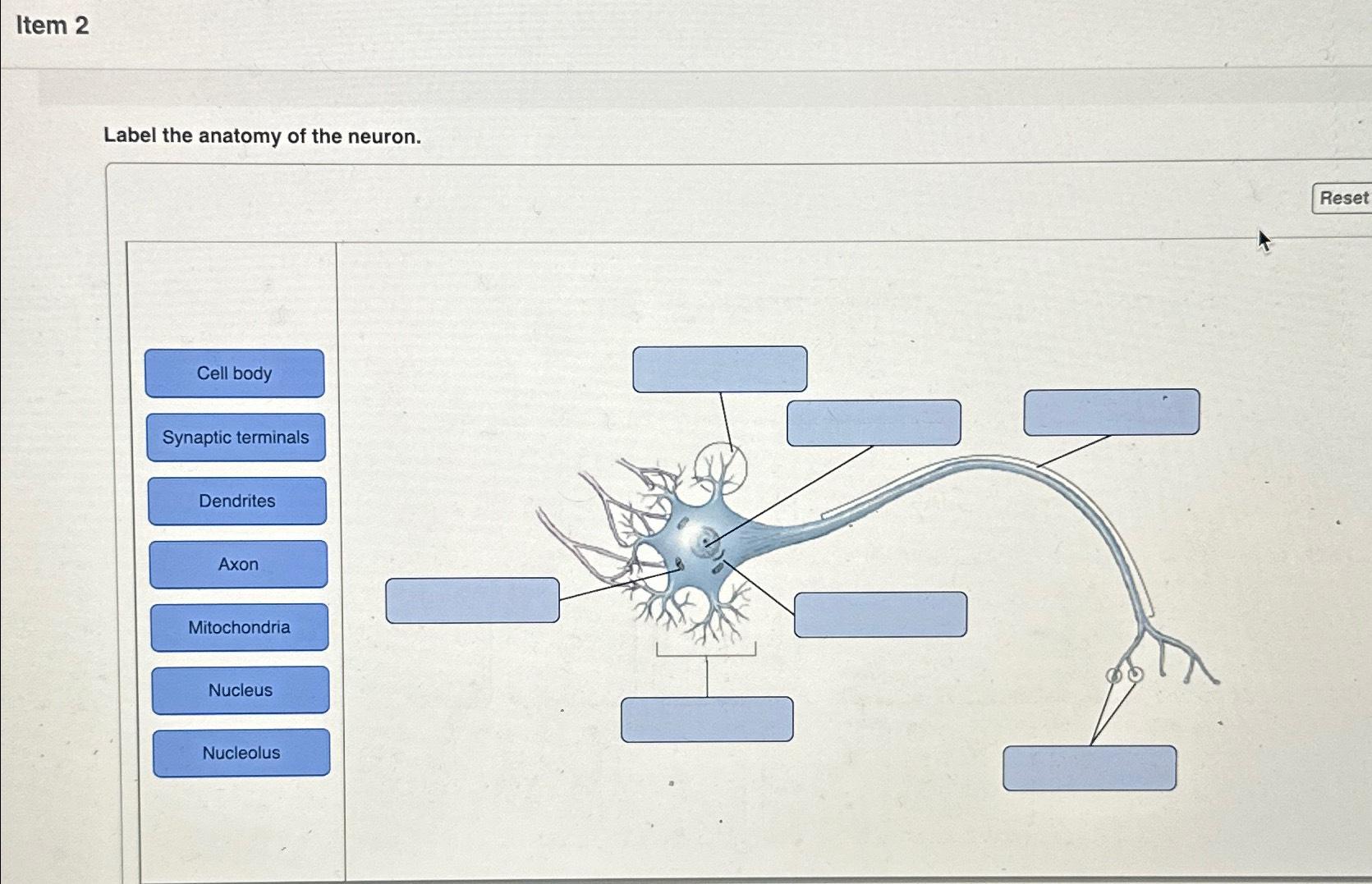 Solved Item 2Label the anatomy of the neuron.Reset | Chegg.com