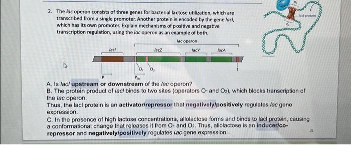 Solved 2. The lac operon consists of three genes for | Chegg.com